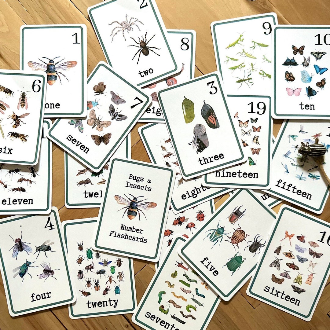 Number Flash Cards Charlotte Mason Bugs Insects Printable Kindergarten ...