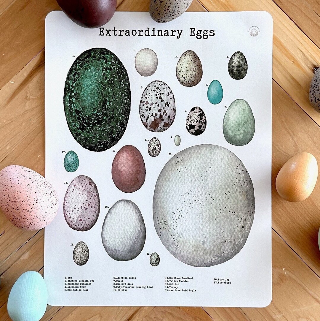Egg Anatomy Printable Spring Nature Bundle Egg Poster Spring Flash ...