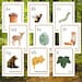 Alphabet Banner Kindergarten Bunting Charlotte Mason Nature Posters ...
