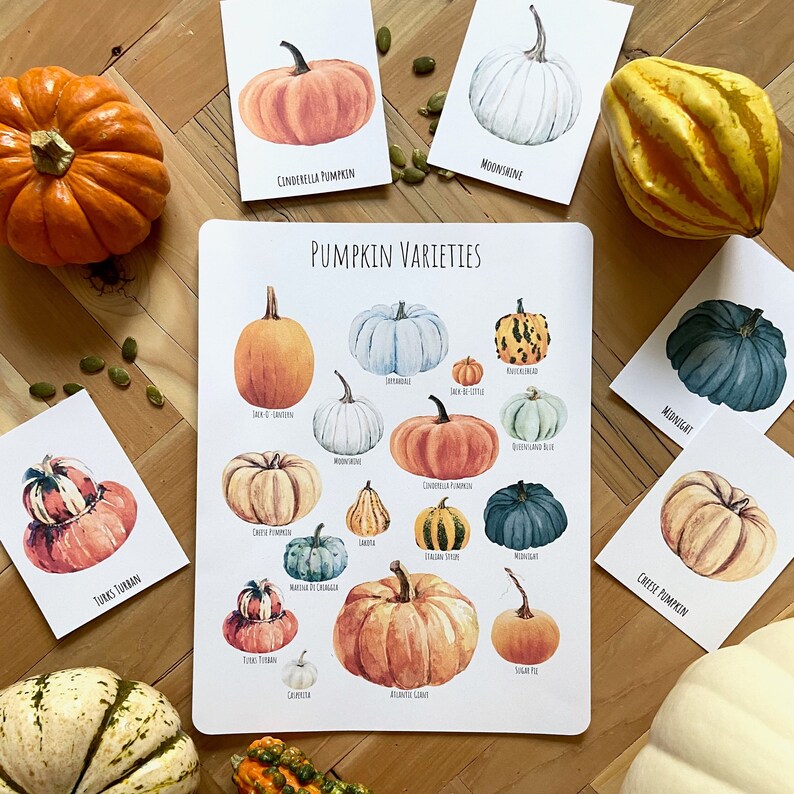 Fall Printable Pumpkin Poster Pumpkin Flashcards Halloween Printable - Etsy