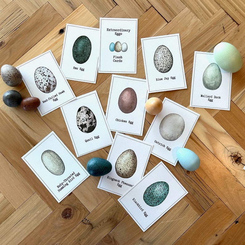 Egg Anatomy Printable Spring Nature Bundle Egg Poster Spring - Etsy