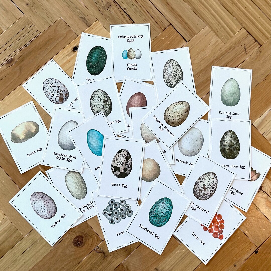 Spring Easter Egg Anatomy Bundle Printable Poster Flash Cards Digital ...