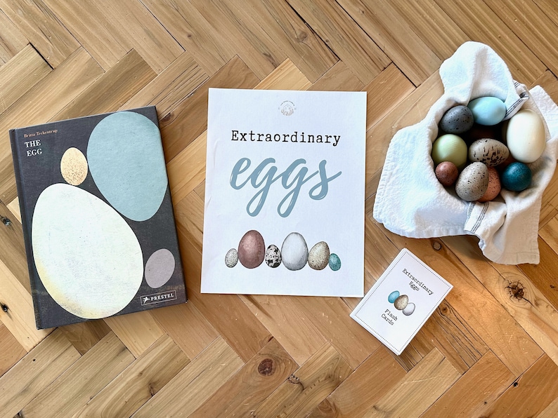 Egg Anatomy Printable Spring Nature Bundle Egg Poster Spring - Etsy