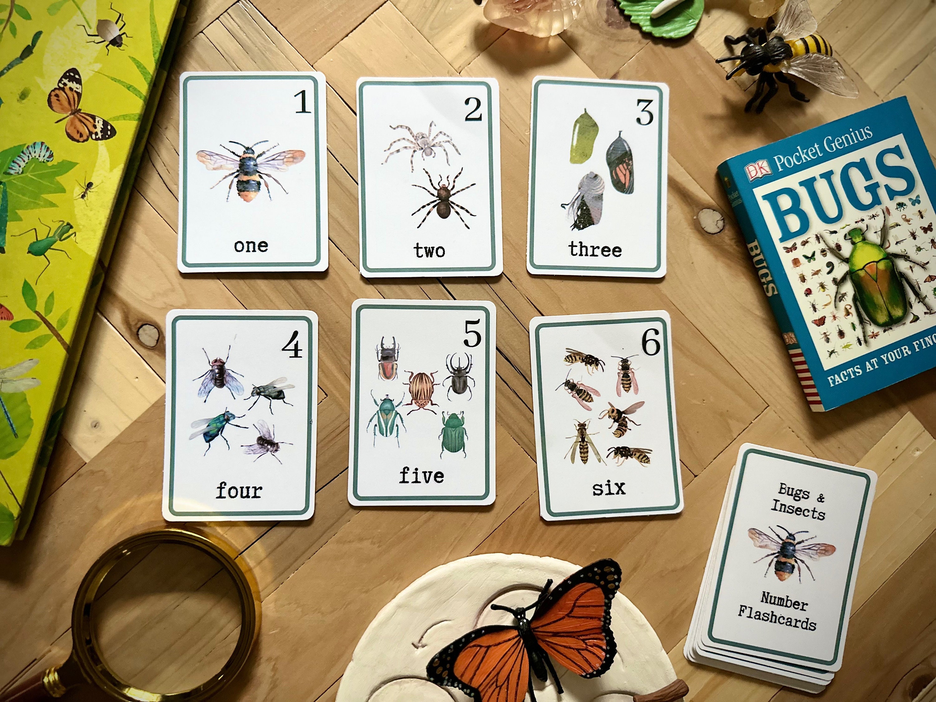 Number Flash Cards Charlotte Mason Bugs Insects Printable Kindergarten ...