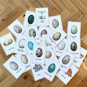 Egg Anatomy Printable Spring Nature Bundle Egg Poster Spring Flash ...