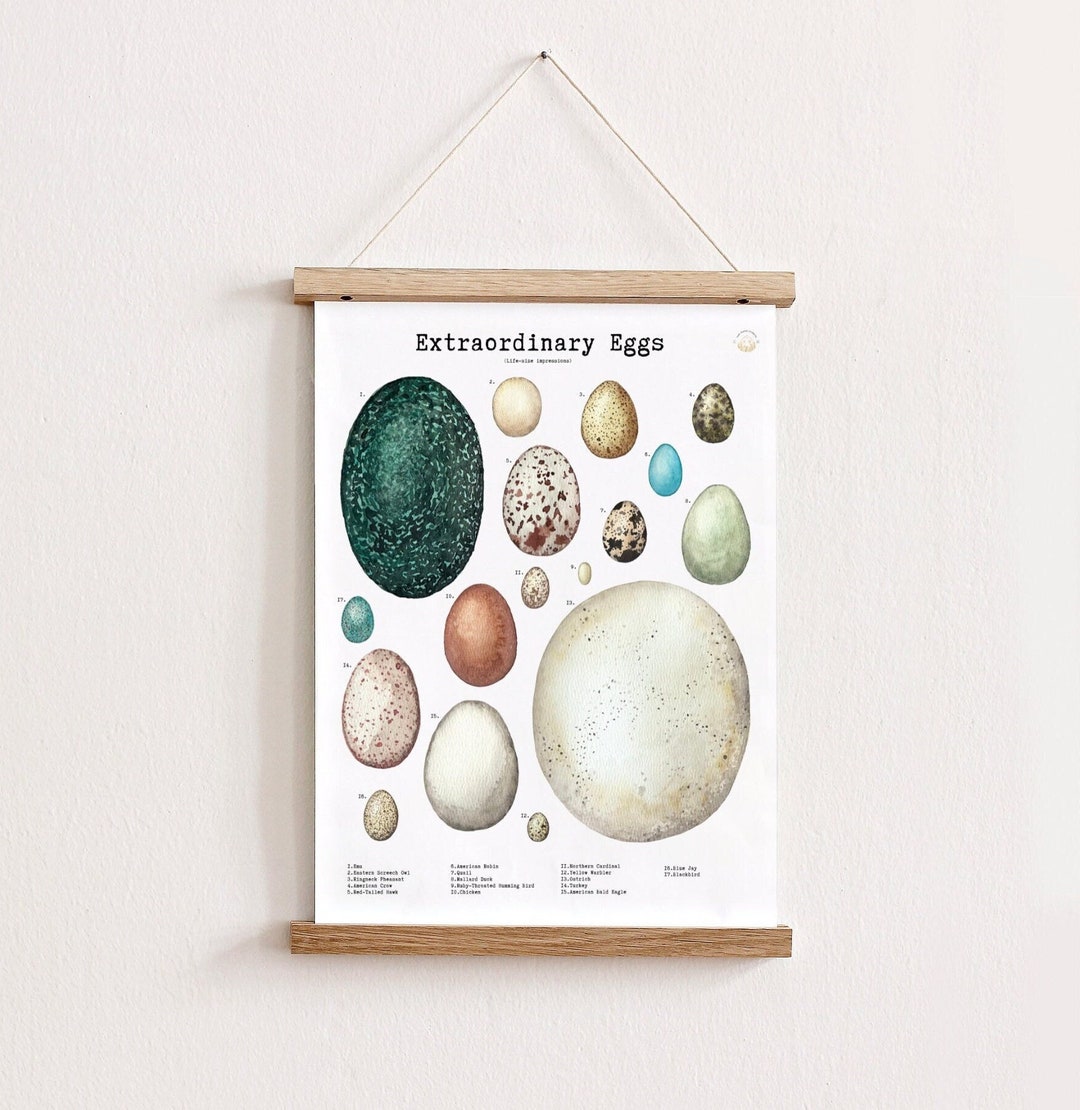 Egg Poster Spring Nature Printable Bird Egg Spring Classroom Decor ...