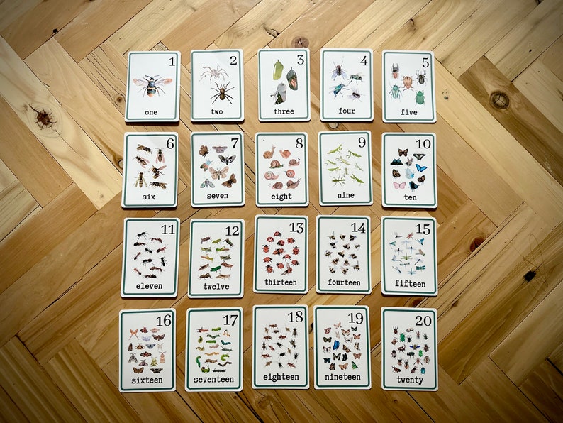 Bugs & Insects Number Flashcards: Charlotte Mason Style (digital ...