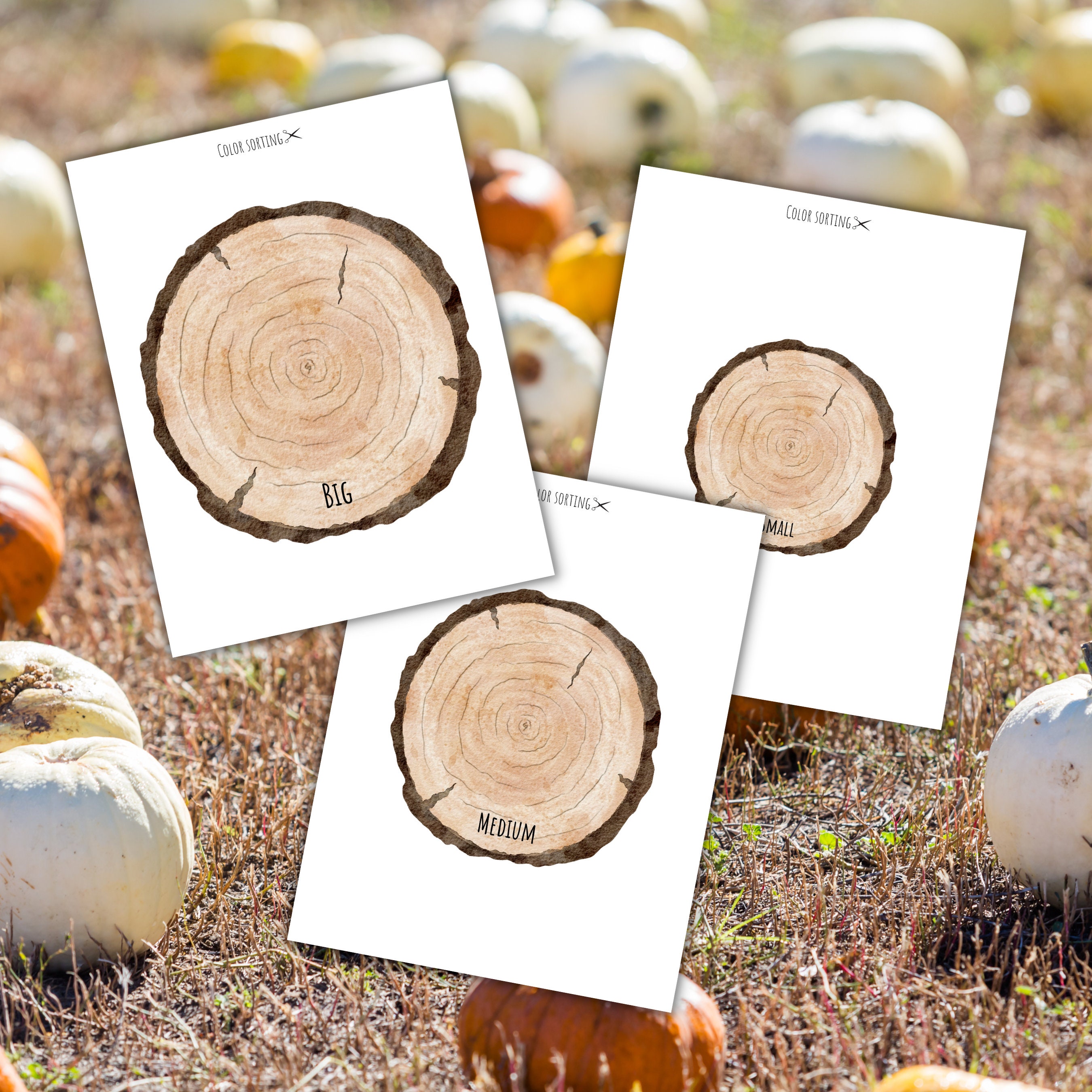 Pumpkin Printable Pumpkin Color Sorting - Etsy