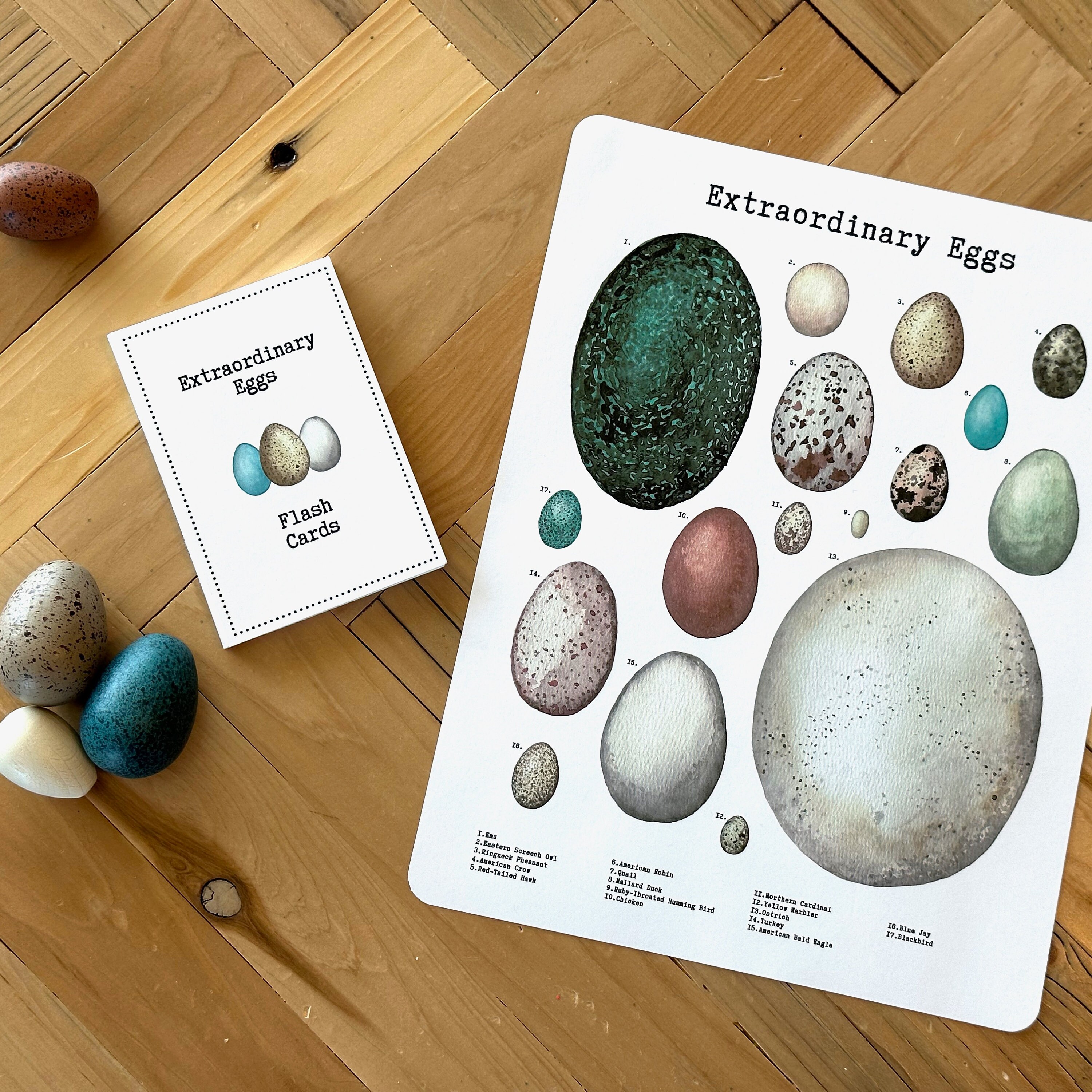 Egg Anatomy Printable: Spring Nature Study Bundle (digital Download) - Etsy