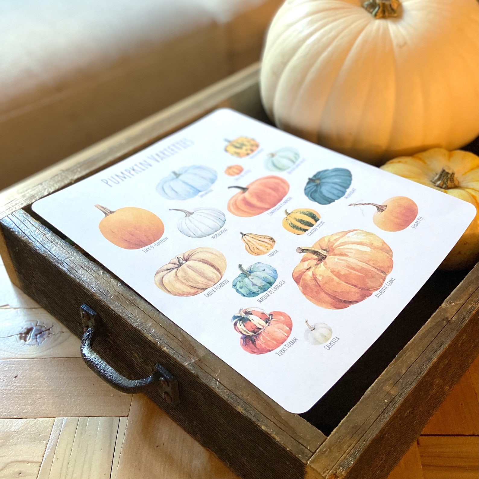 Fall Printable Pumpkin Poster Pumpkin Flashcards Halloween Printable - Etsy
