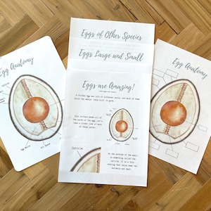 Egg Anatomy Printable Spring Nature Bundle Egg Poster Spring Flash ...