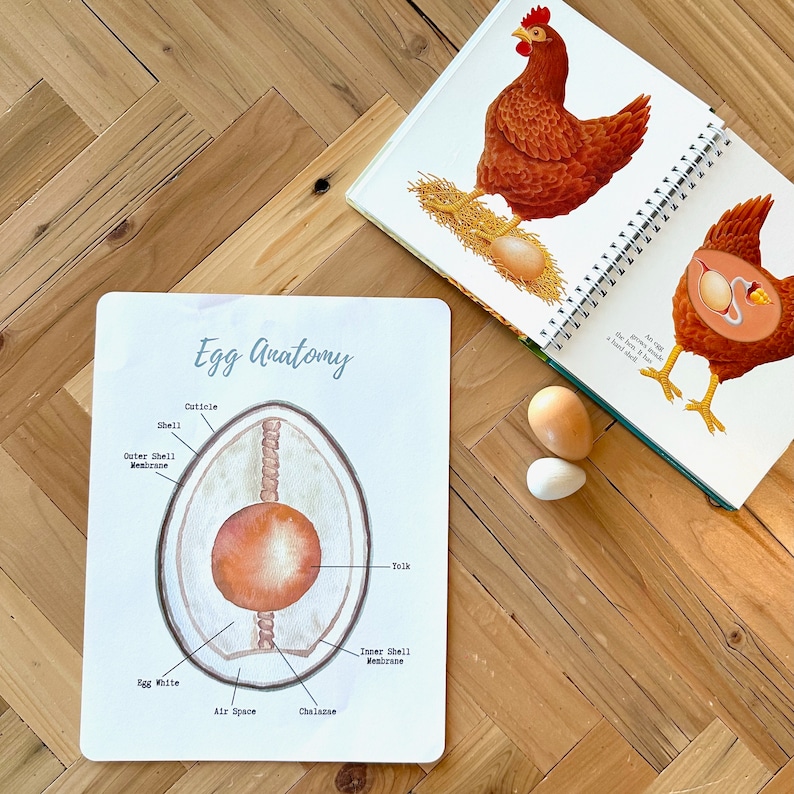 Egg Anatomy Printable Spring Nature Bundle Egg Poster Spring - Etsy