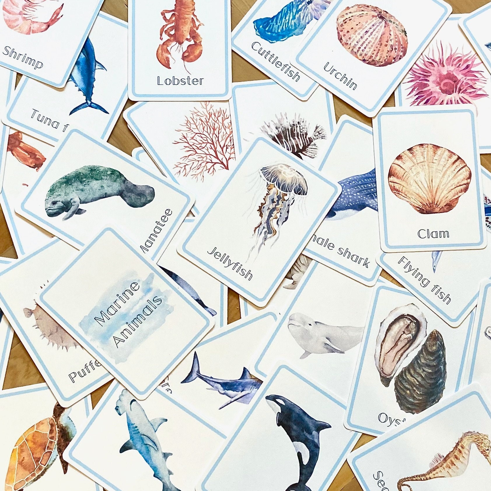 Editable Marine Life Flashcards Ocean Printable Digital Download ...