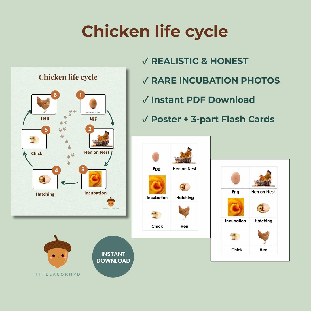Realistic Chicken Life Cycle Montessori Cards and Poster - Hen Egg ...