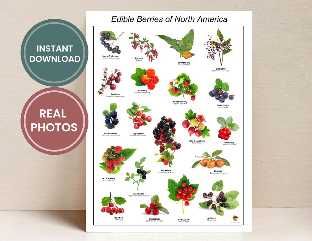 Edible Berry Identification Chart | North America, Montessori Nature ...