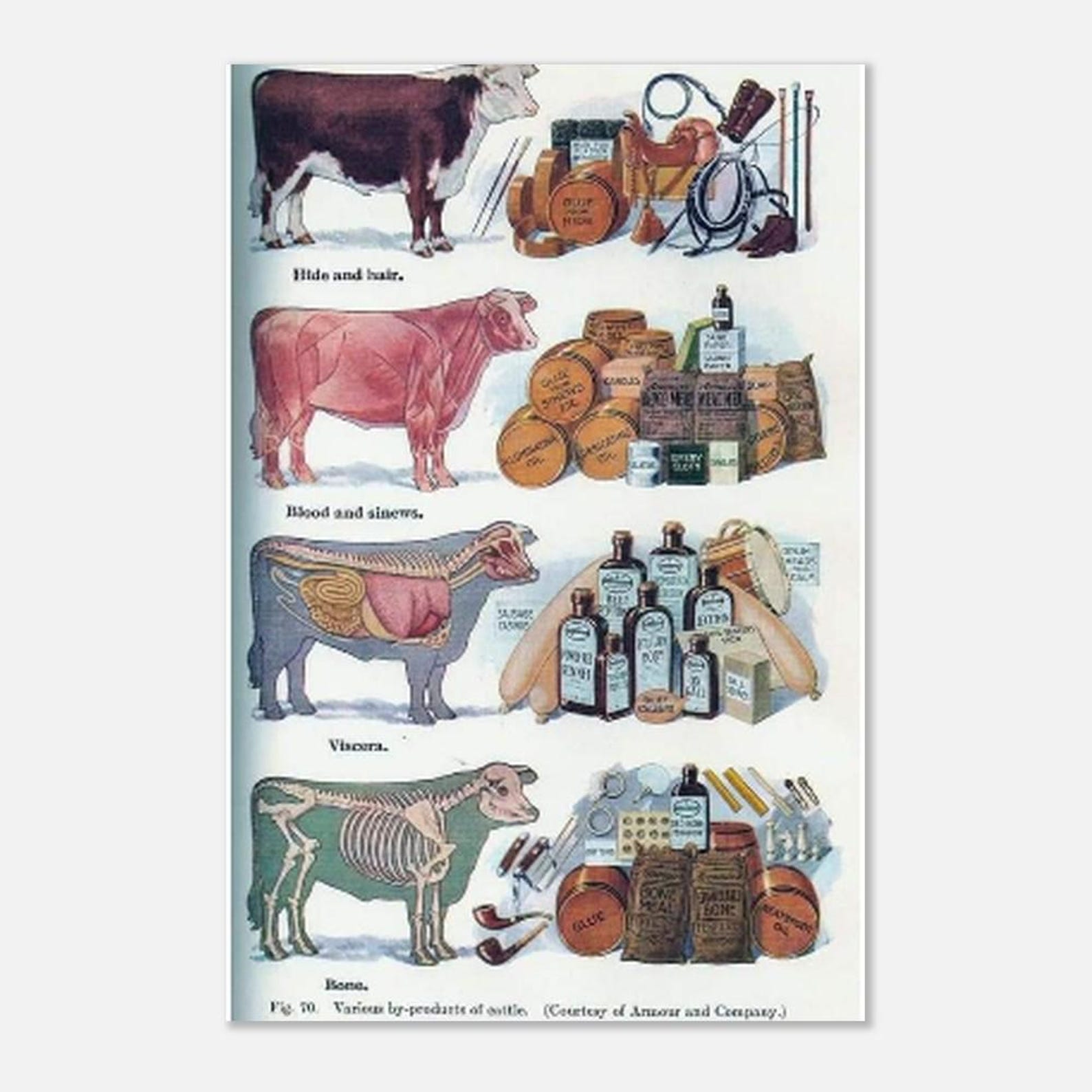 Cow Inside and Out Aluminum Print - Unique Farm Animal Wall Art ...