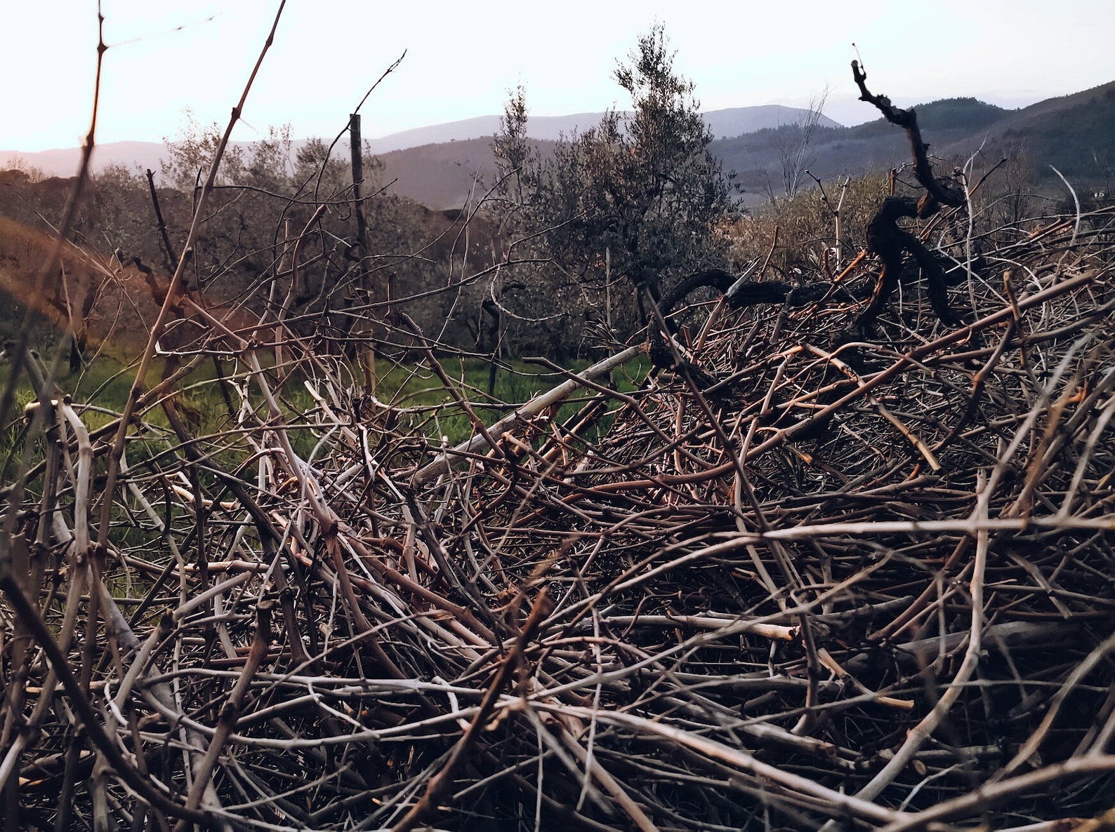 DIGITAL VERSION E-book Vine Black Ink Book How to Make - Etsy