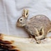BEAGLE CHASING RABBIT, Cub, Wood Carving, Chainsaw Carving, Log Cabin ...