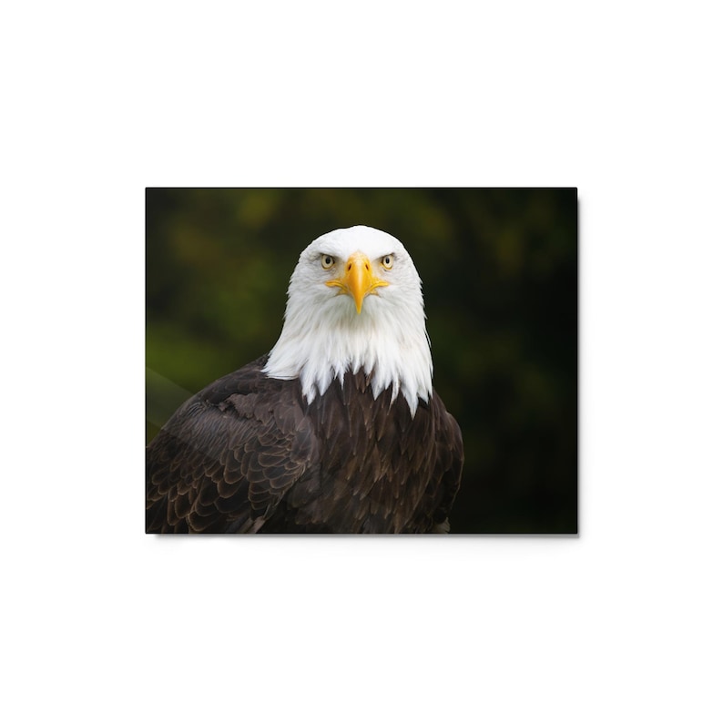 Beaverkill River Bald Eagle Metal Print: Patriotic Angler Wall Art ...