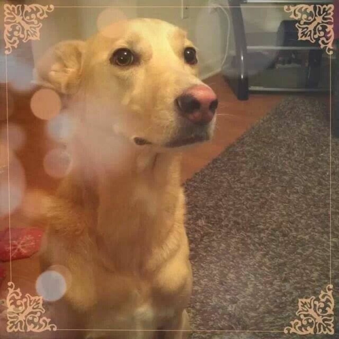 PET Magnetic Collar || SUPER Strong Magnetic Clasp || LARGE || Therapy ...