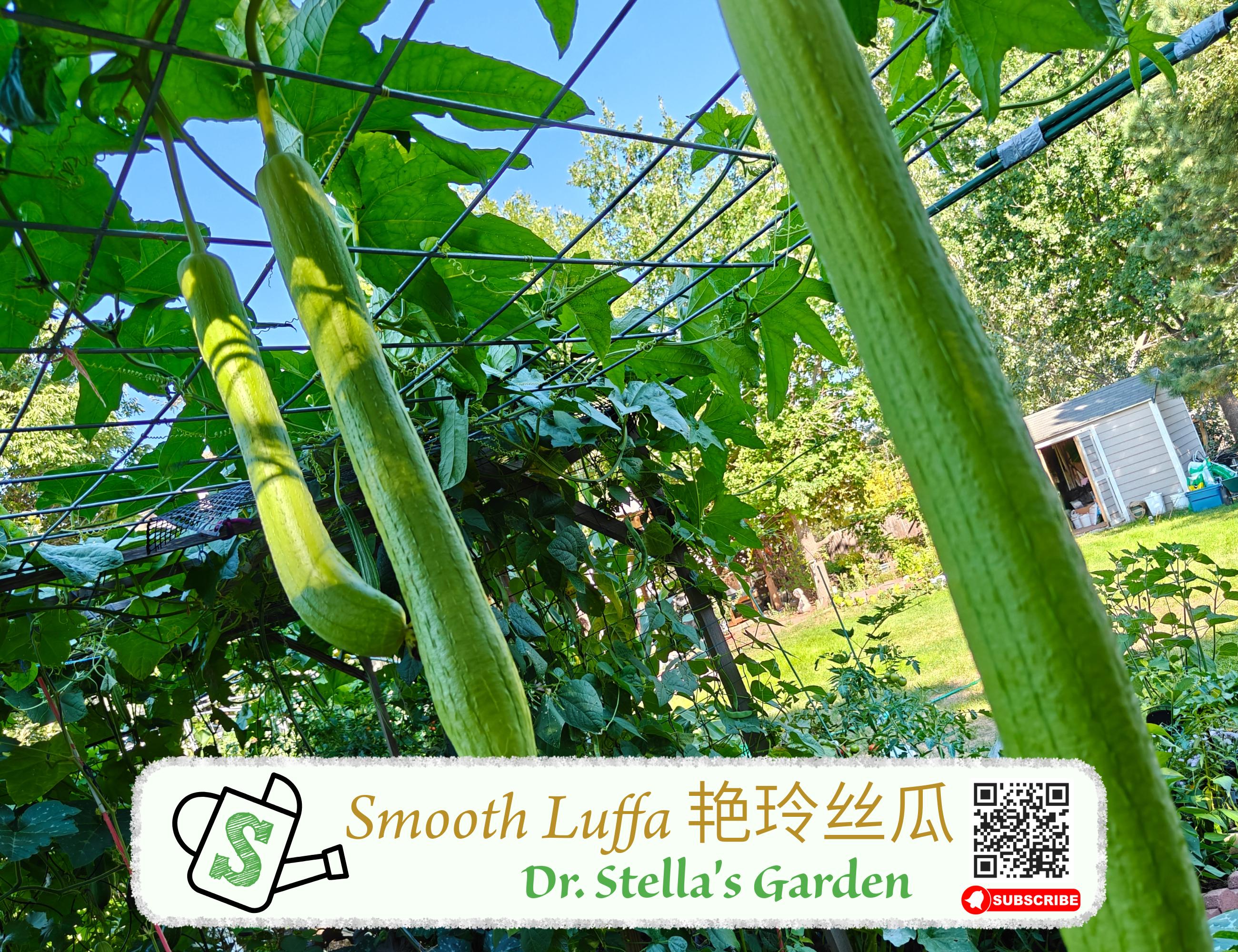 Organic Long Smooth Luffa Seeds – Rare Chinese Luffa – High Yield ...