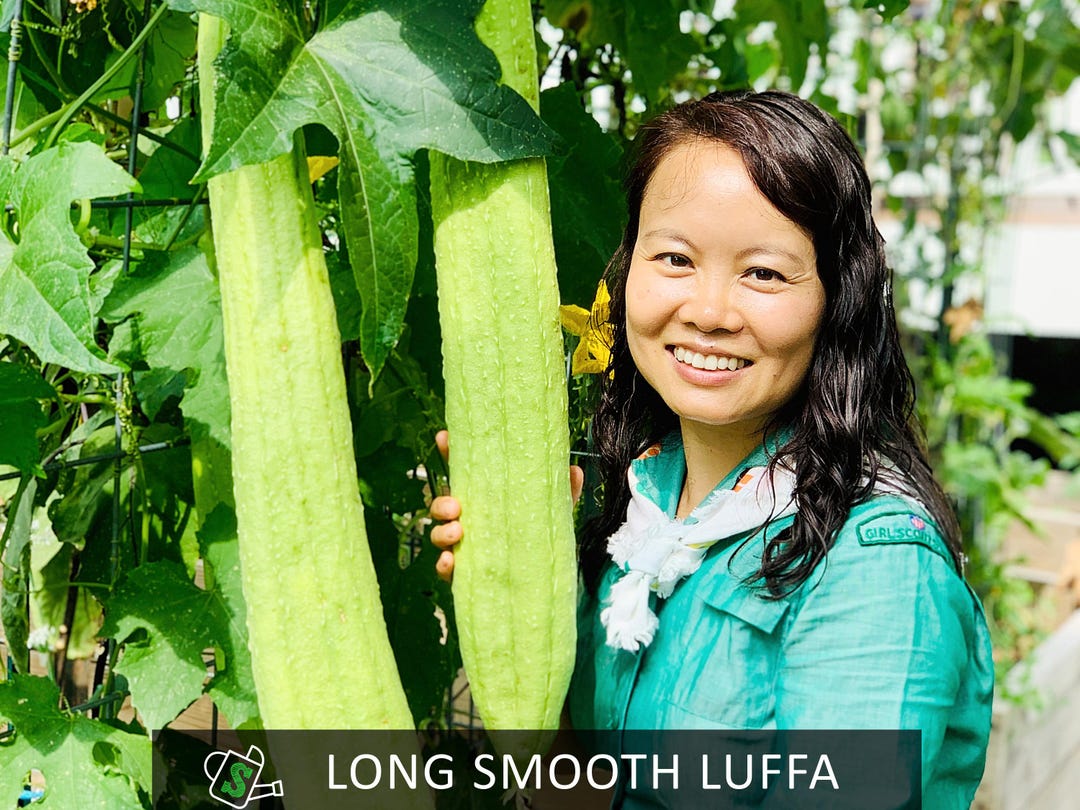 Organic Chinese Luffa Seeds – Tender, Sweet Edible Gourd – High Yield ...