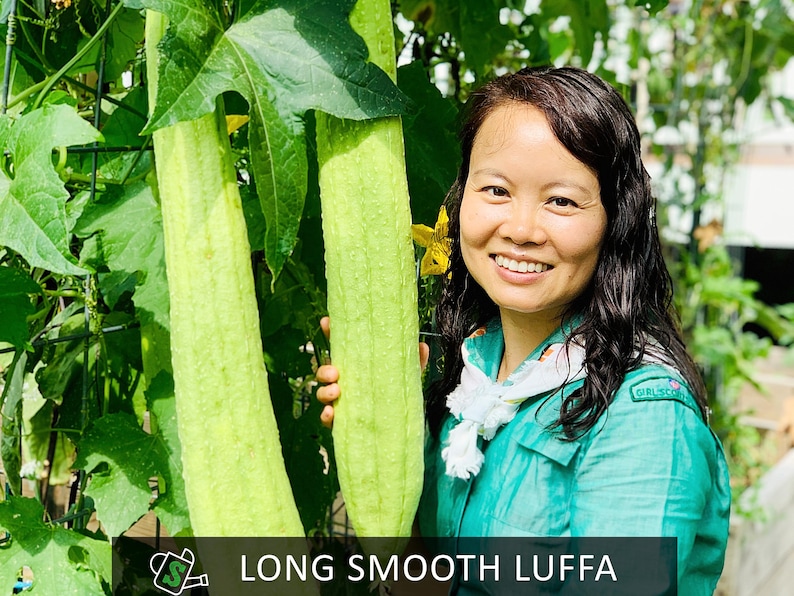 Organic Chinese Luffa Seeds – Tender, Sweet Edible Gourd – High Yield ...