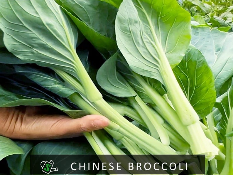 Gai Lan Seeds | Heirloom Chinese Broccoli, Nutty Sweet Flavor | 200+ - Etsy