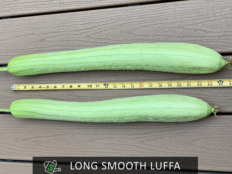 Organic Chinese Luffa Seeds – Tender, Sweet Edible Gourd – High Yield ...