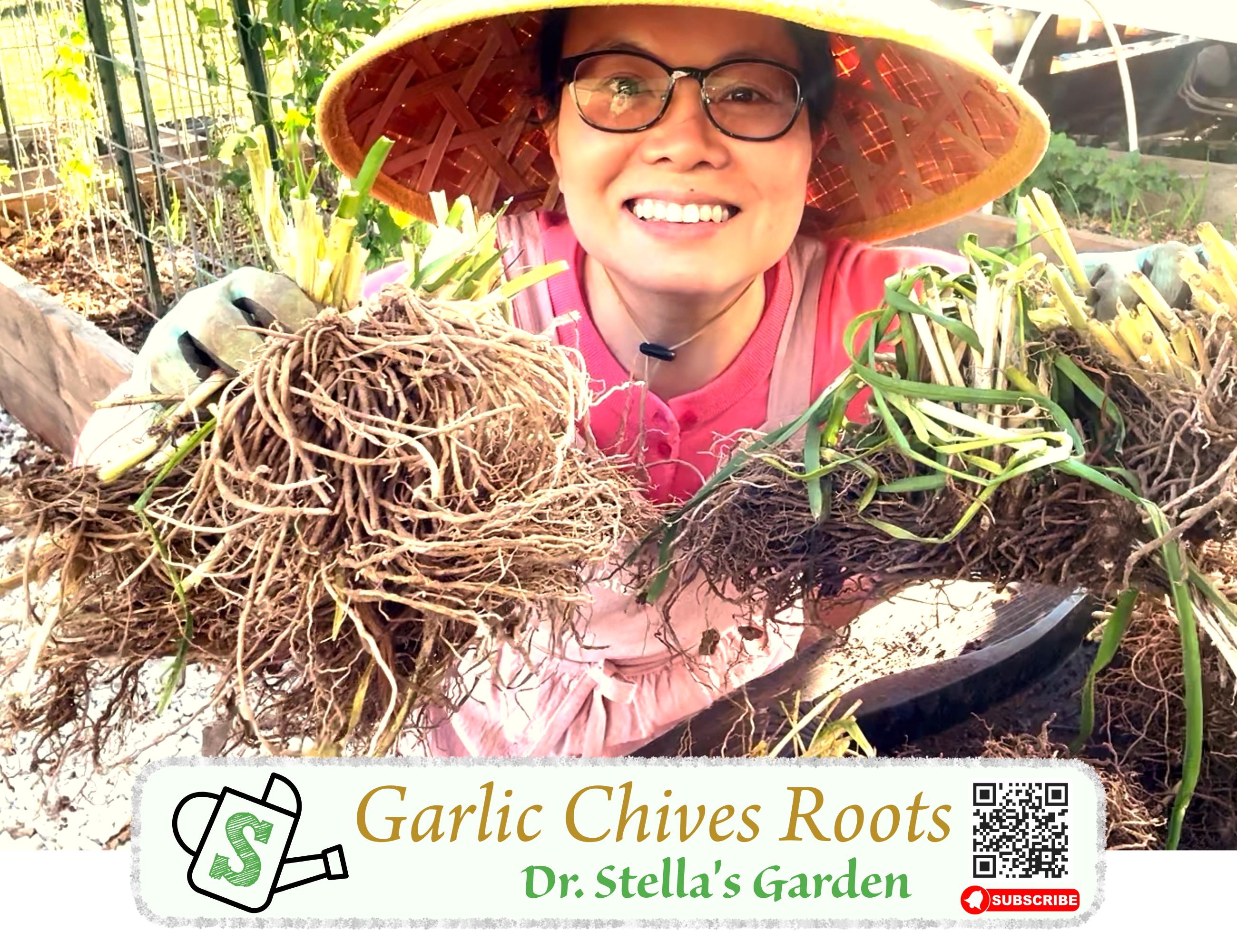 Organic Garlic Chives Roots - Heirloom Perennial - Cut-and-come-again ...