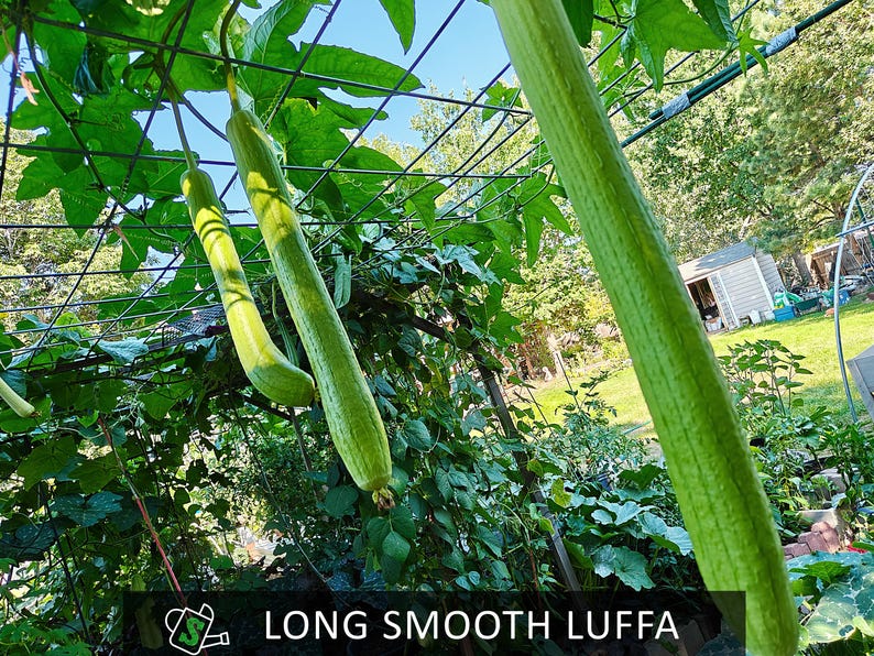 Organic Chinese Luffa Seeds – Tender, Sweet Edible Gourd – High Yield ...