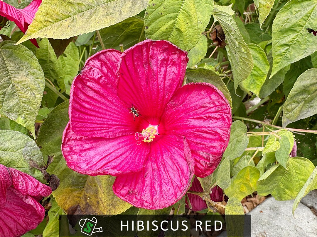 Hibiscus Luna Red Seeds: Giant Blooms, Compact Plant | 20 Seeds - Etsy