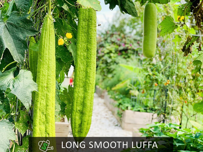 Organic Chinese Luffa Seeds – Tender, Sweet Edible Gourd – High Yield ...