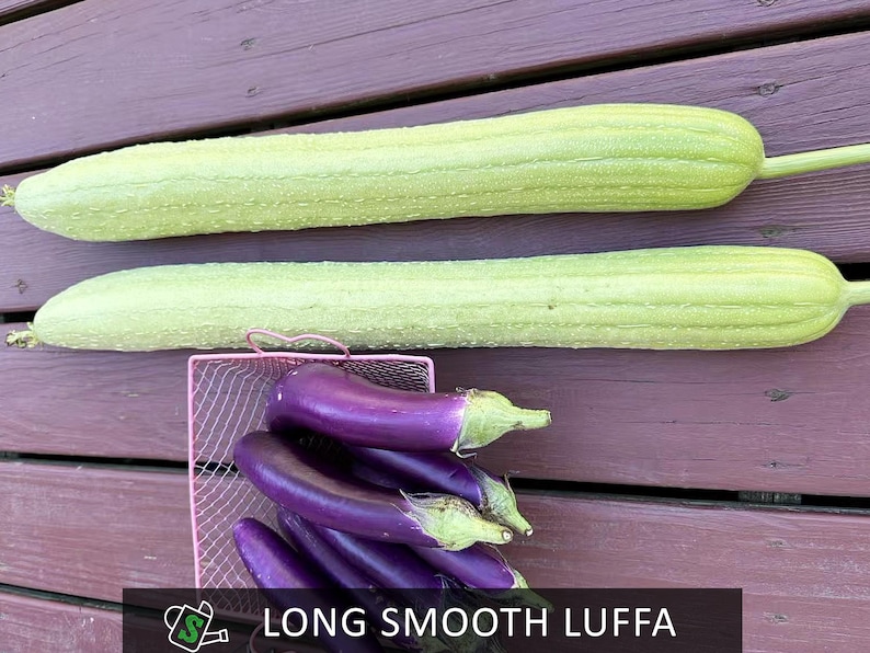 Organic Chinese Luffa Seeds – Tender, Sweet Edible Gourd – High Yield ...