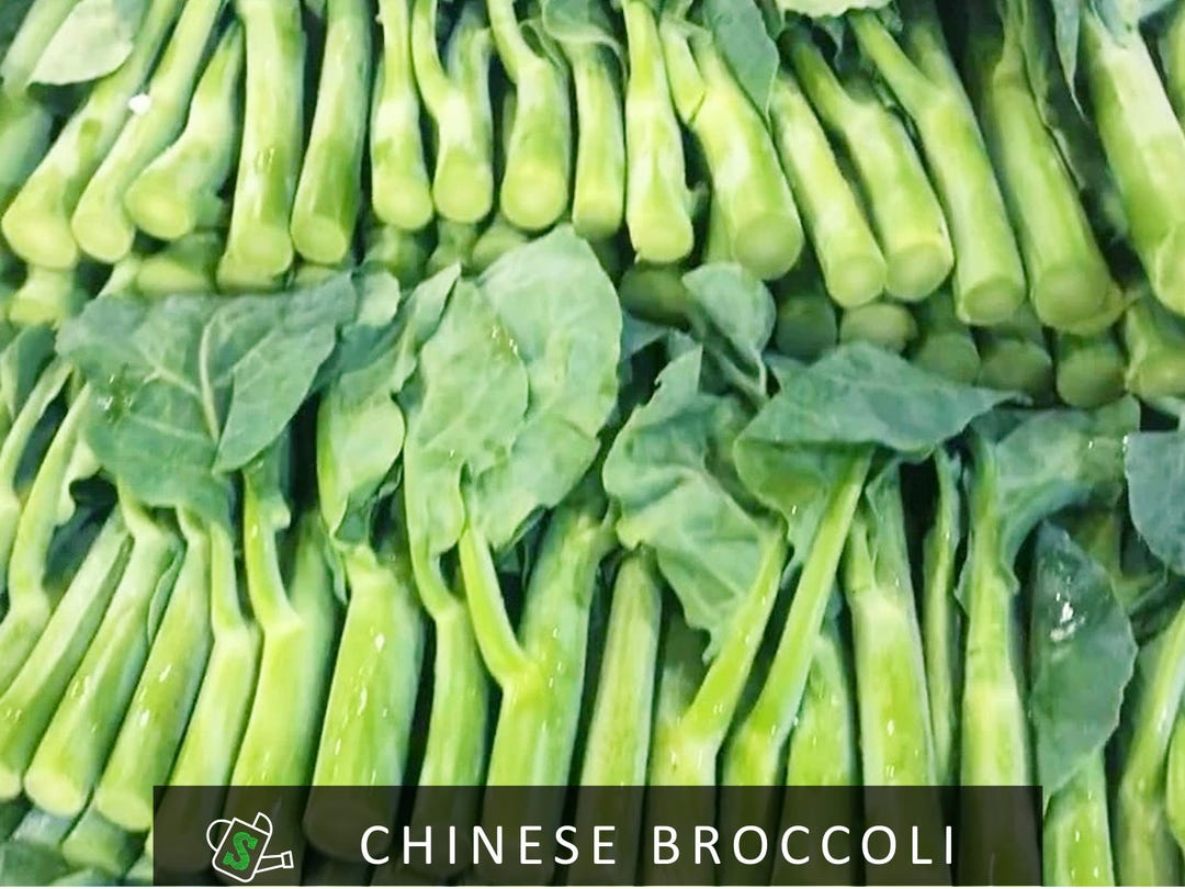 Gai Lan Seeds | Heirloom Chinese Broccoli, Nutty Sweet Flavor | 200+ - Etsy