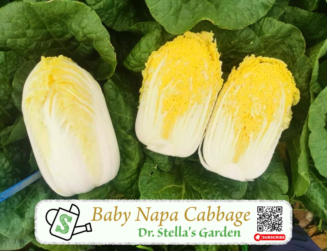 Baby Napa Cabbage Seeds - Mini Chinese Cabbage, Sweet & Tender L 娃娃菜种子 ...
