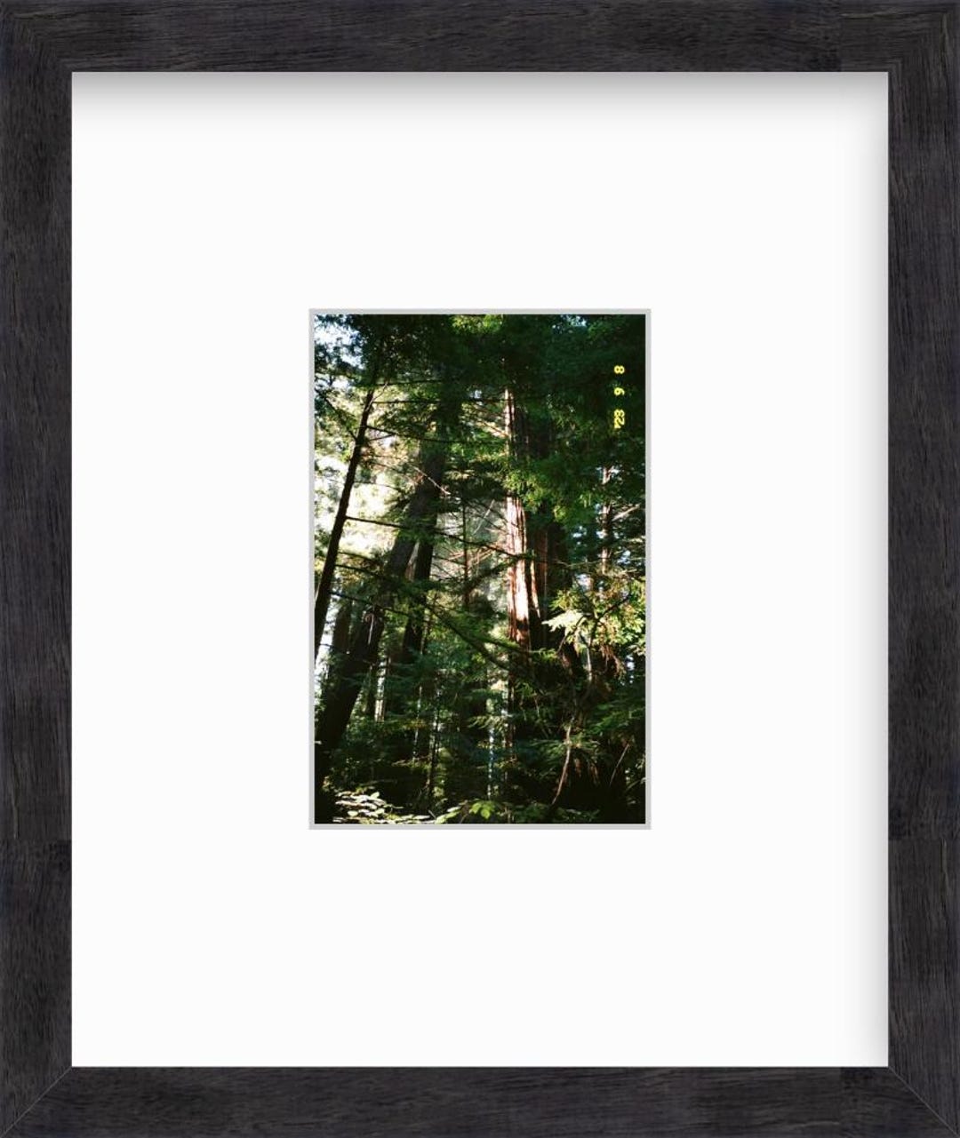 California Redwoods Original Print - Etsy
