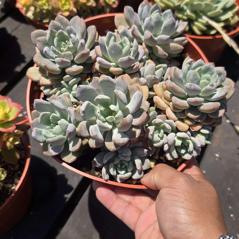 Echeveria Prolifica - Etsy