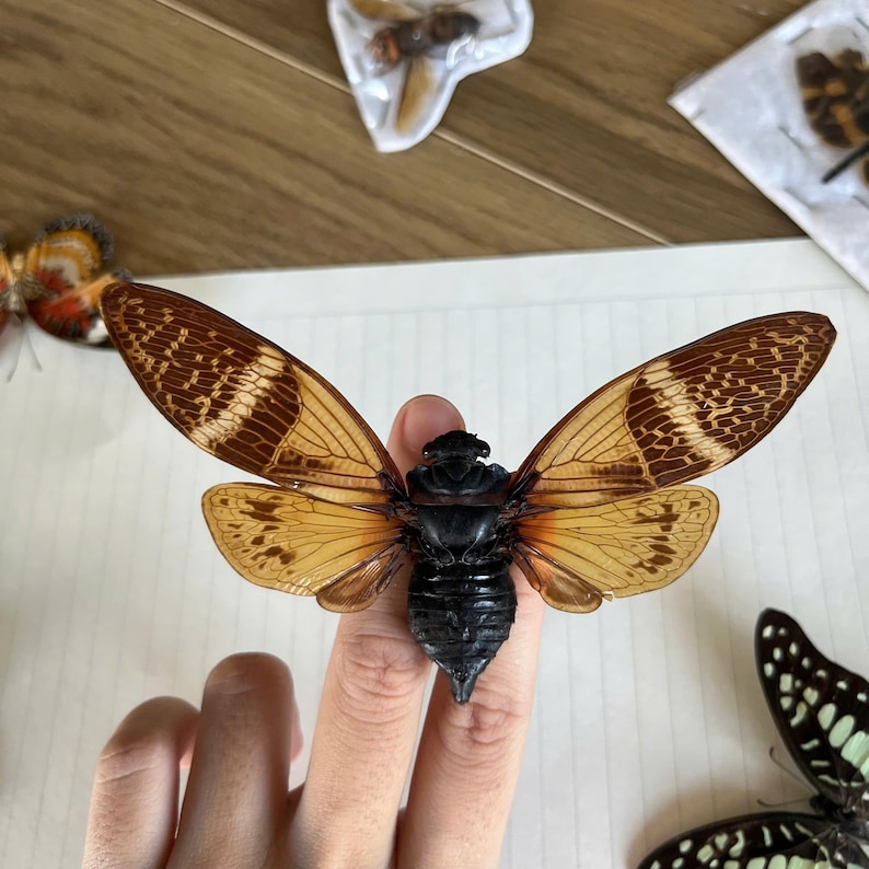 Real Giant Coconut Cicada Insects Specimen Wings Open Insect Entomology ...