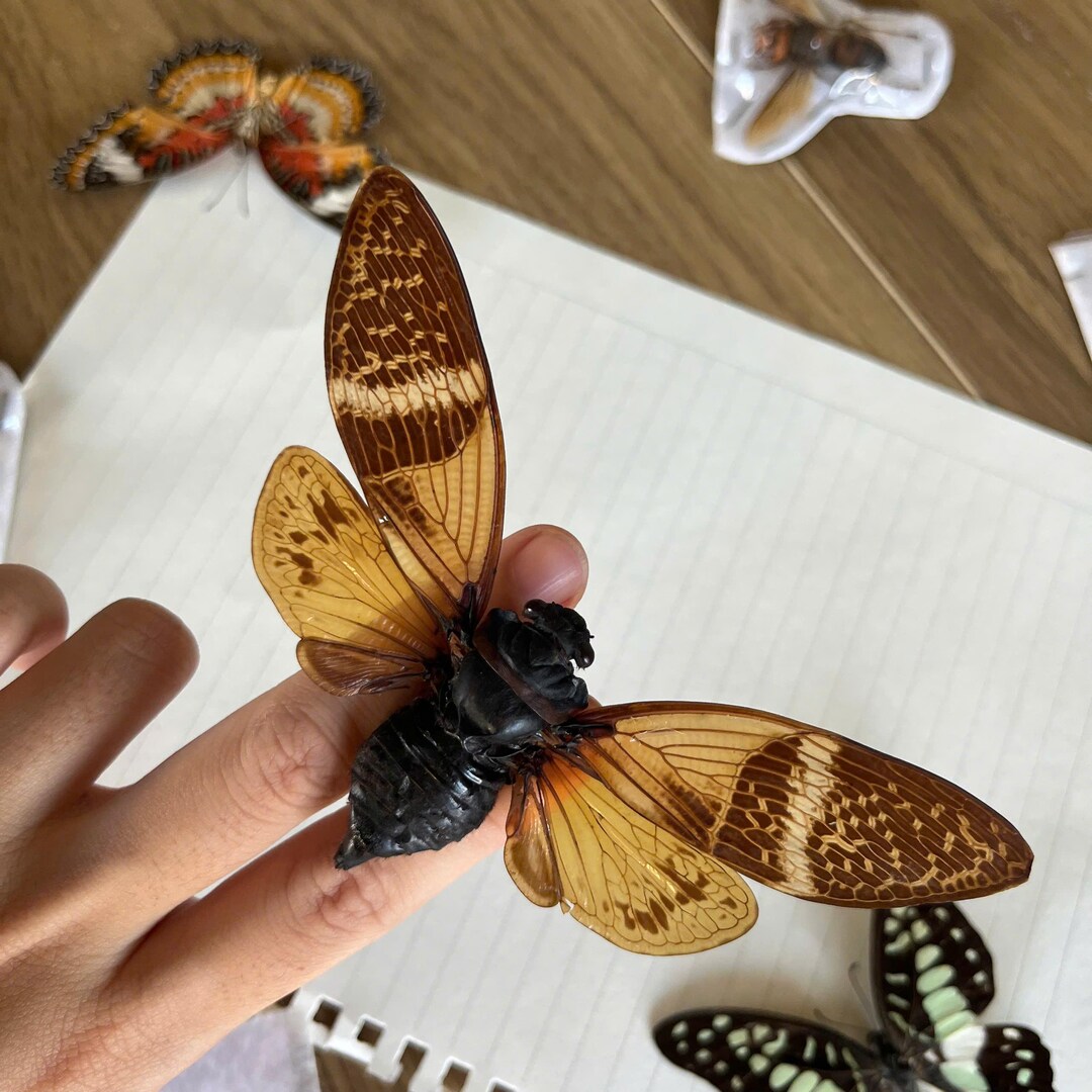 Real Giant Coconut Cicada Insects Specimen Wings Open Insect Entomology ...