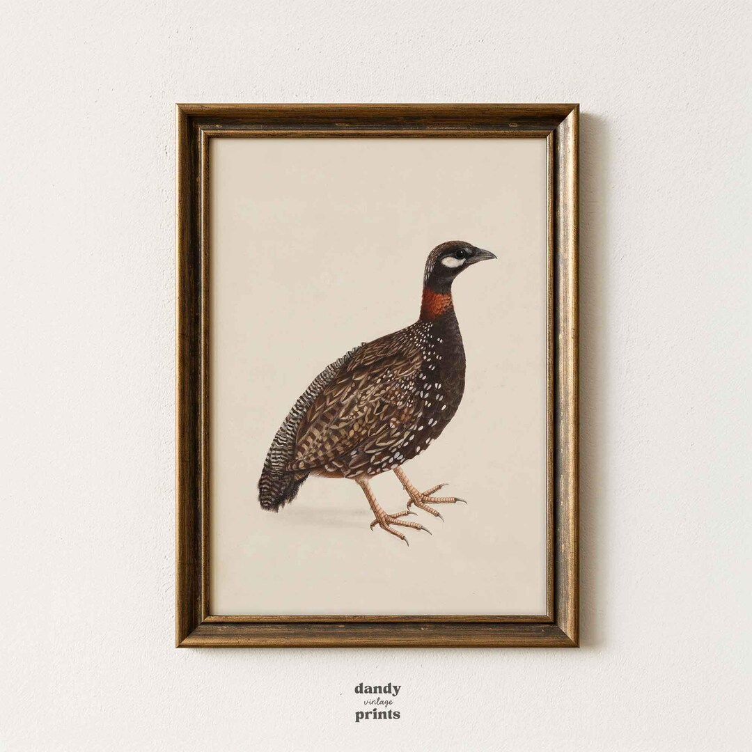 Vintage Partridge Art Print: Thanksgiving Christmas Wall Decor (digital ...