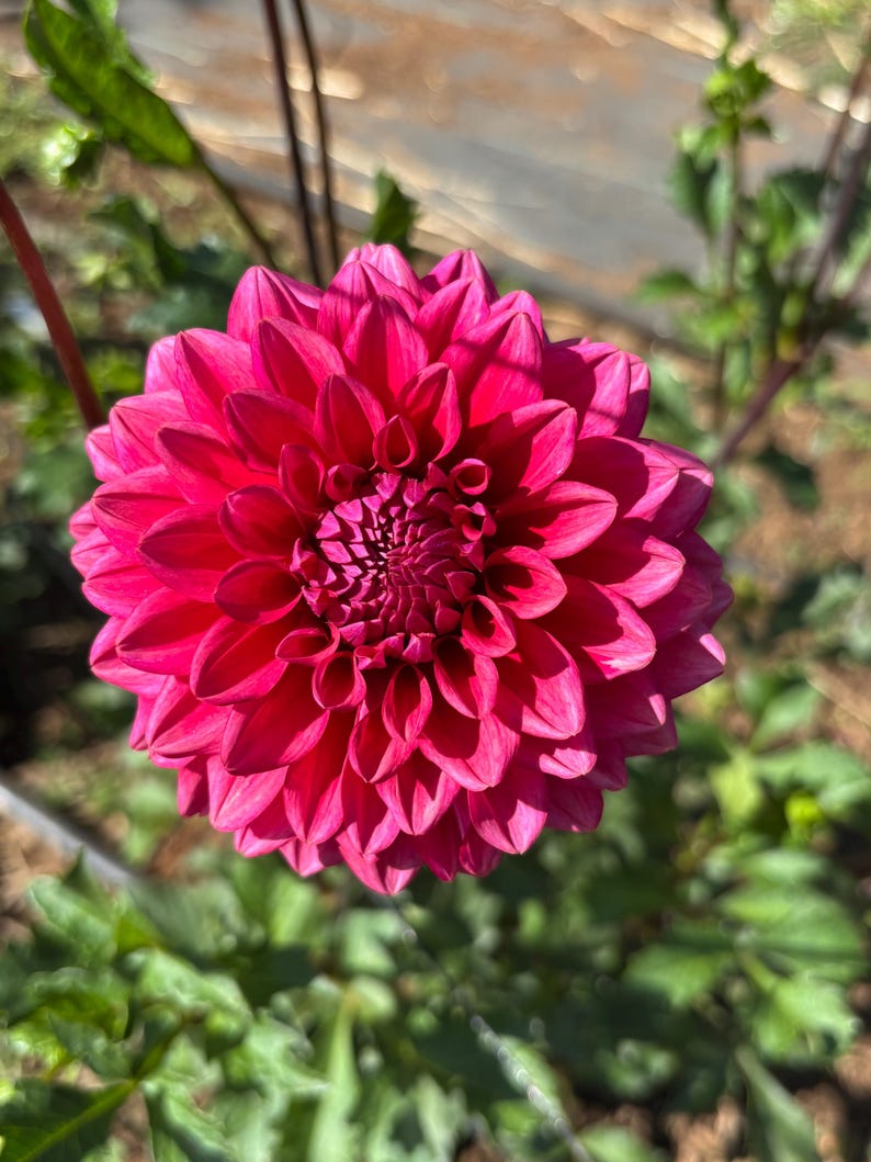 Mystique Dahlia Tuber – Fall 2025 Shipping - Etsy