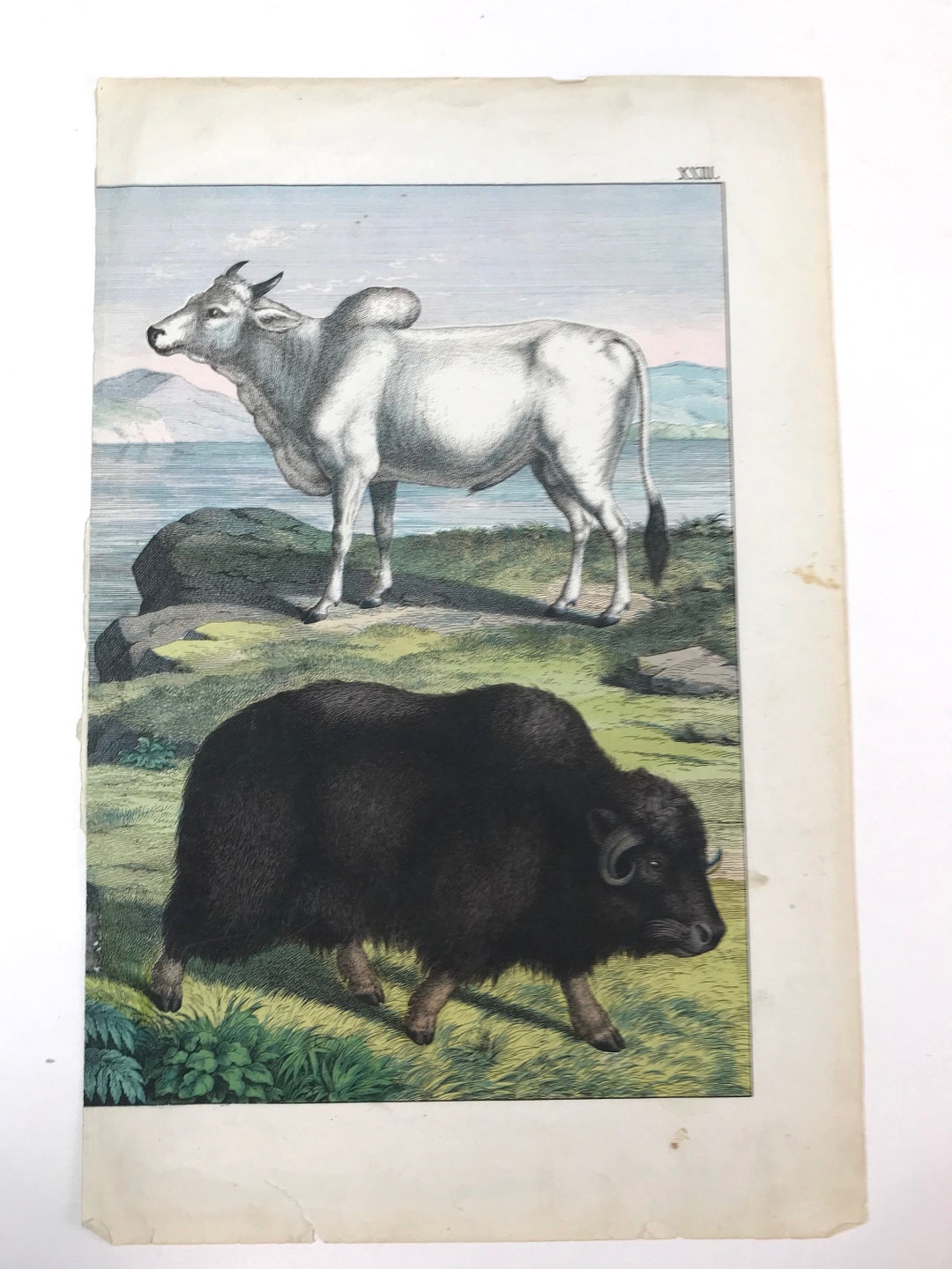 Water Buffalo Antique Print Circa 1880's Natural History Print, Big ...