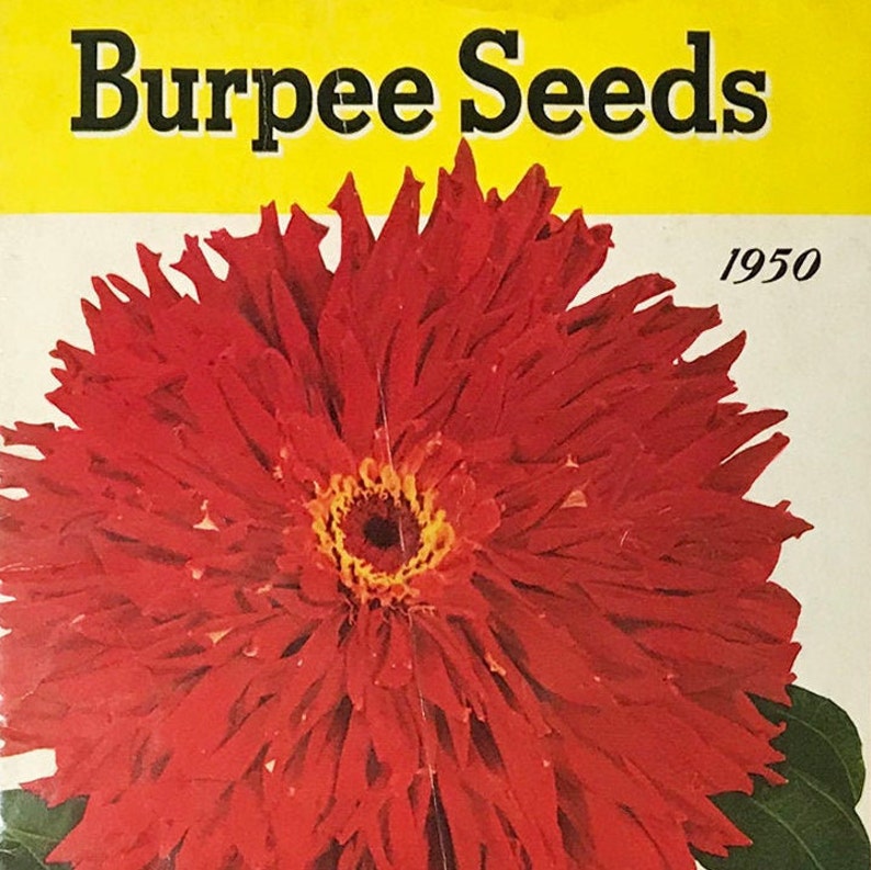 Vintage Burpee Seed Catalog Original Circa 1950 Flower Seeds and ...