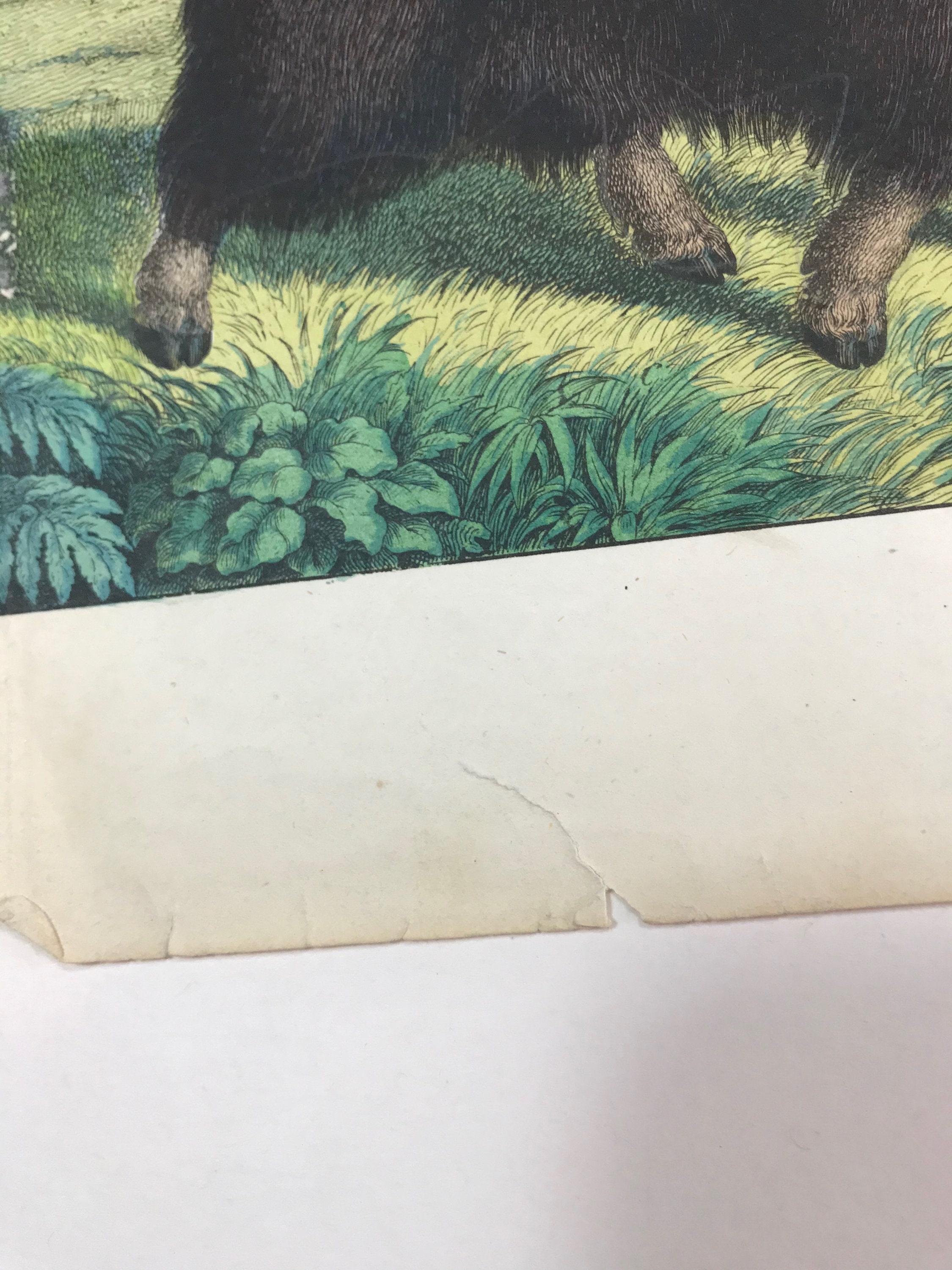 Water Buffalo Antique Print Circa 1880's Natural History Print, Big ...