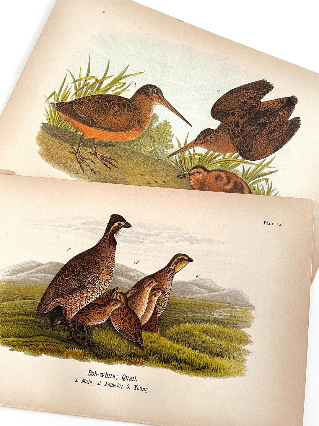 Quail Birds Lot of 2 Birds of Pennsylvania, Original Antique Circa 1890 ...