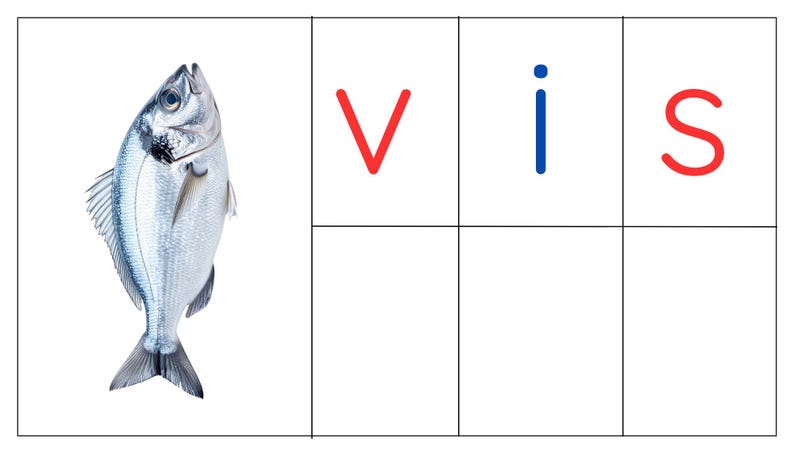 Afrikaans CVC Words Activity Worksheet | Reading and Writing Printables ...