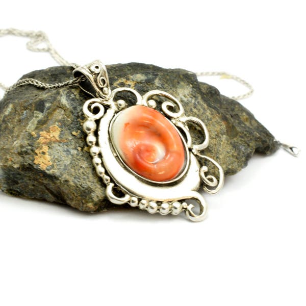 Operculum Shell - Etsy