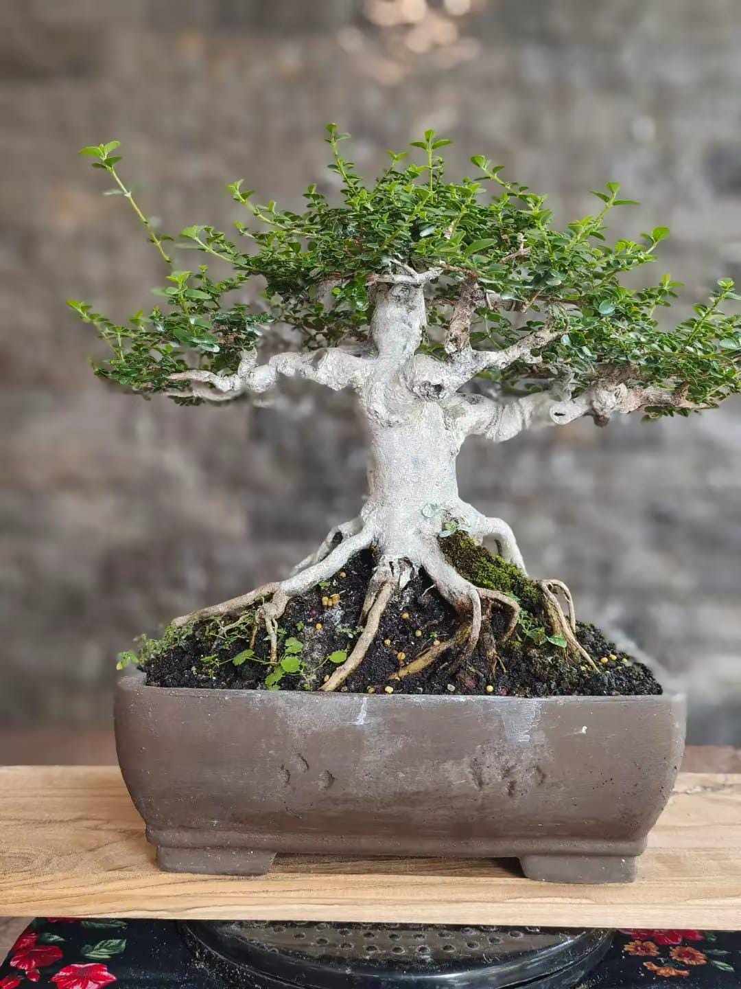 Premna Microphylla Real Picture Bonsai Tree - Etsy