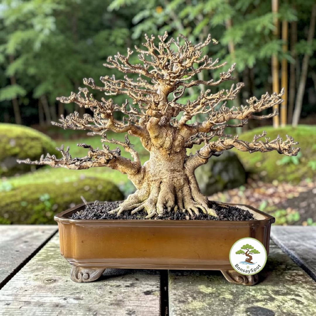 Real Pict Wrightia Religiosa / Water Jasmin Bonsai Tree Character Old ...